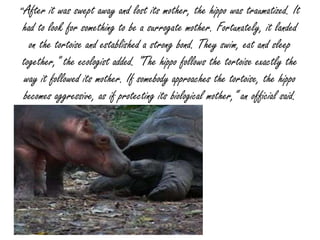 The hippo and the tortoise | PPTX