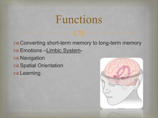 The hippocampus | PPTX