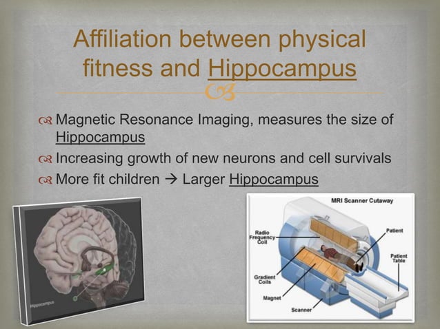 The hippocampus | PPT