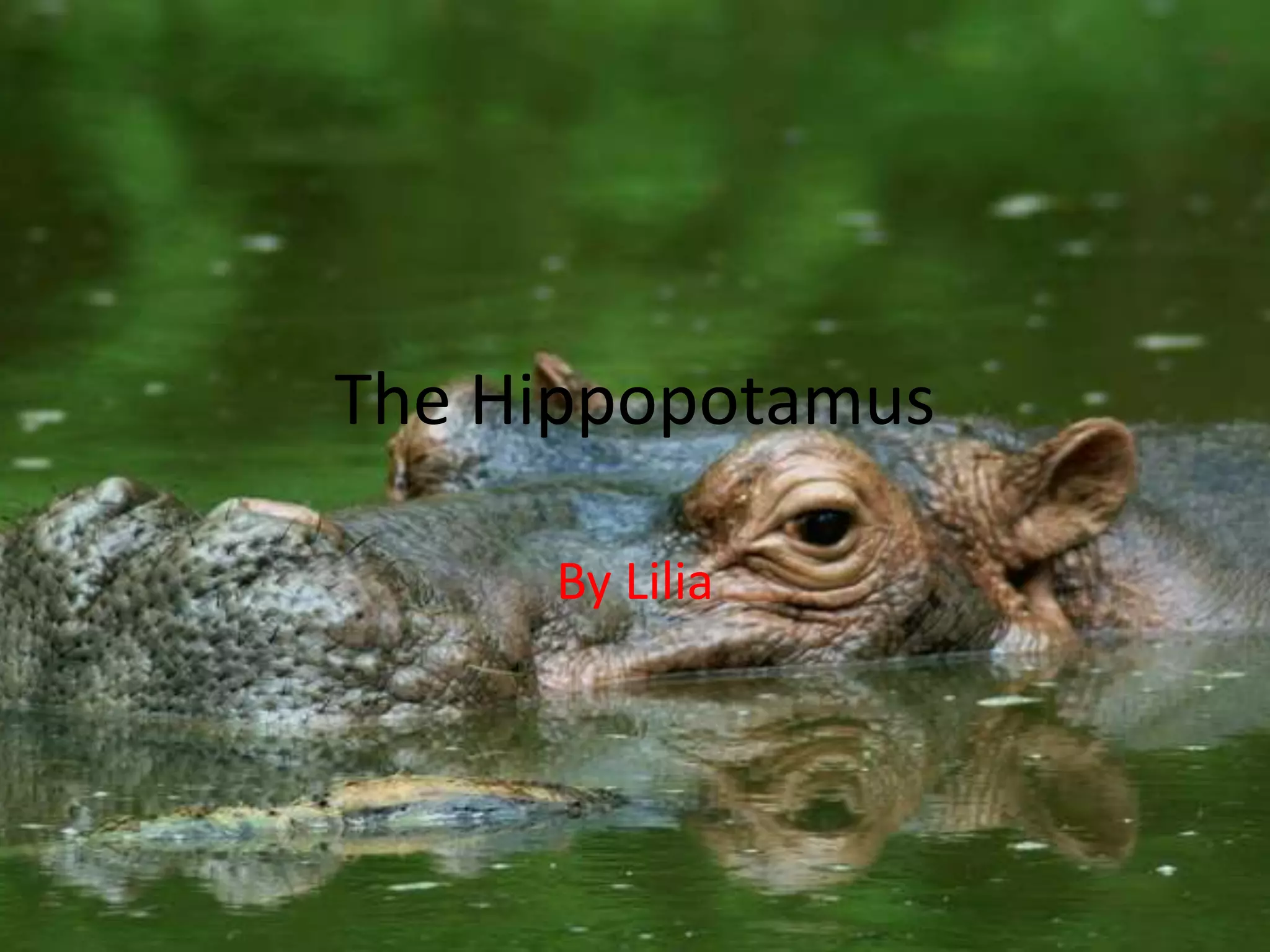 The hippopotamus | PPT