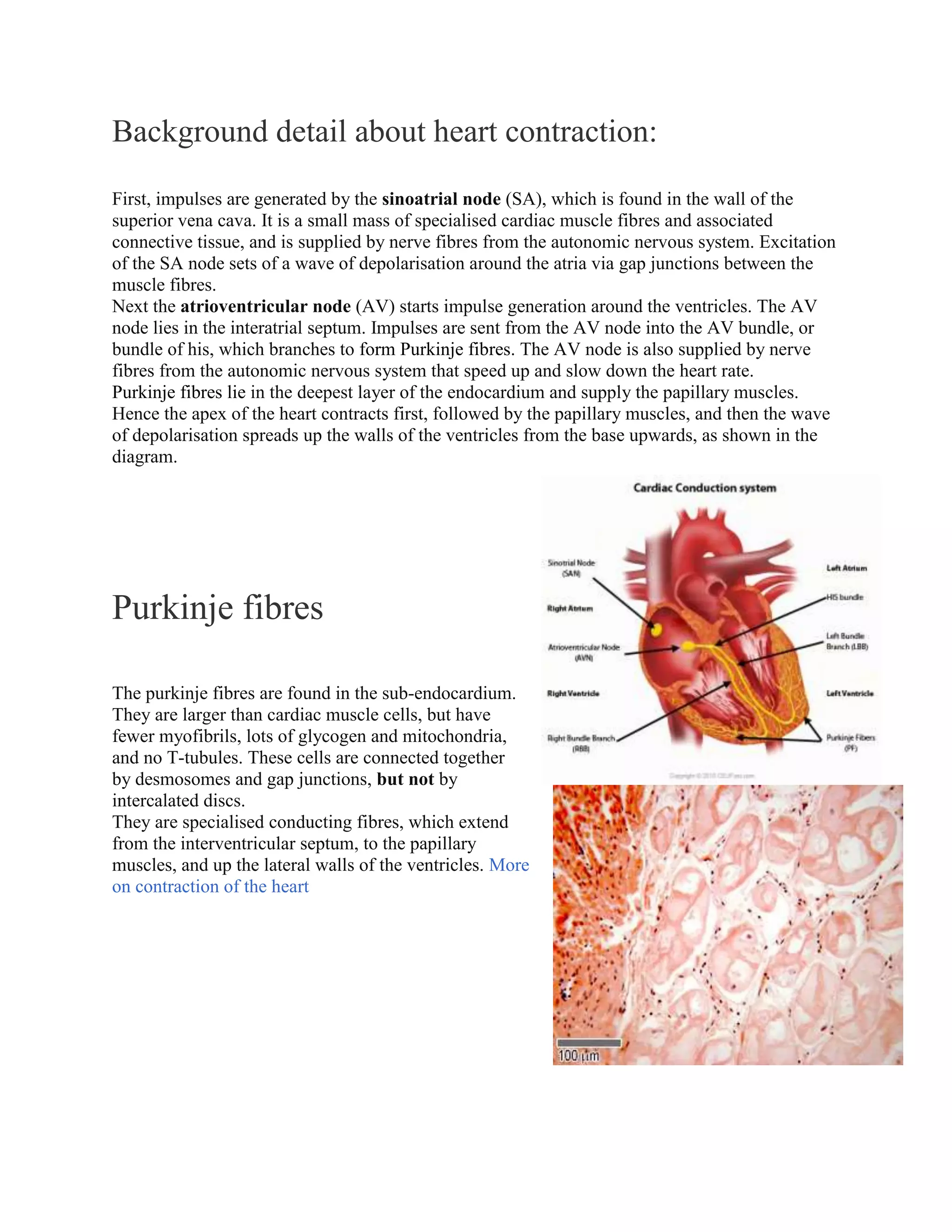 The histology of cvs | DOCX