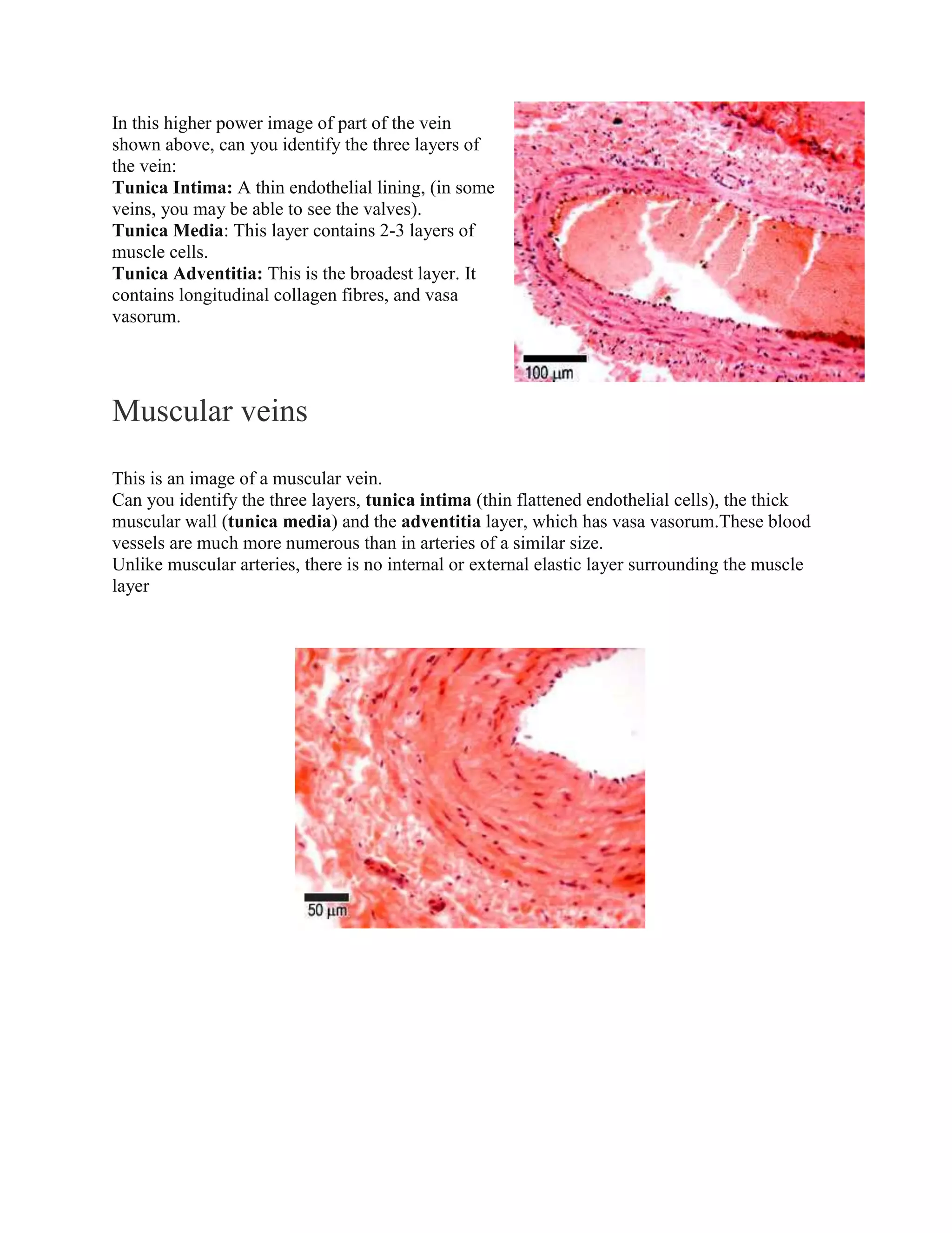 The histology of cvs | DOCX