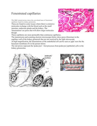 The histology of cvs | DOCX