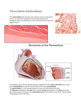 The histology of cvs | DOCX