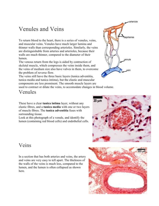 The histology of cvs | DOCX | Heart and Cardiovascular Diseases | Diseases and Conditions