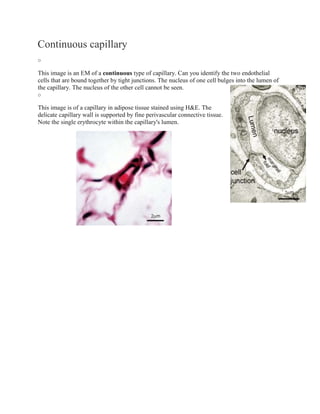 Continuous Capillaries Histology