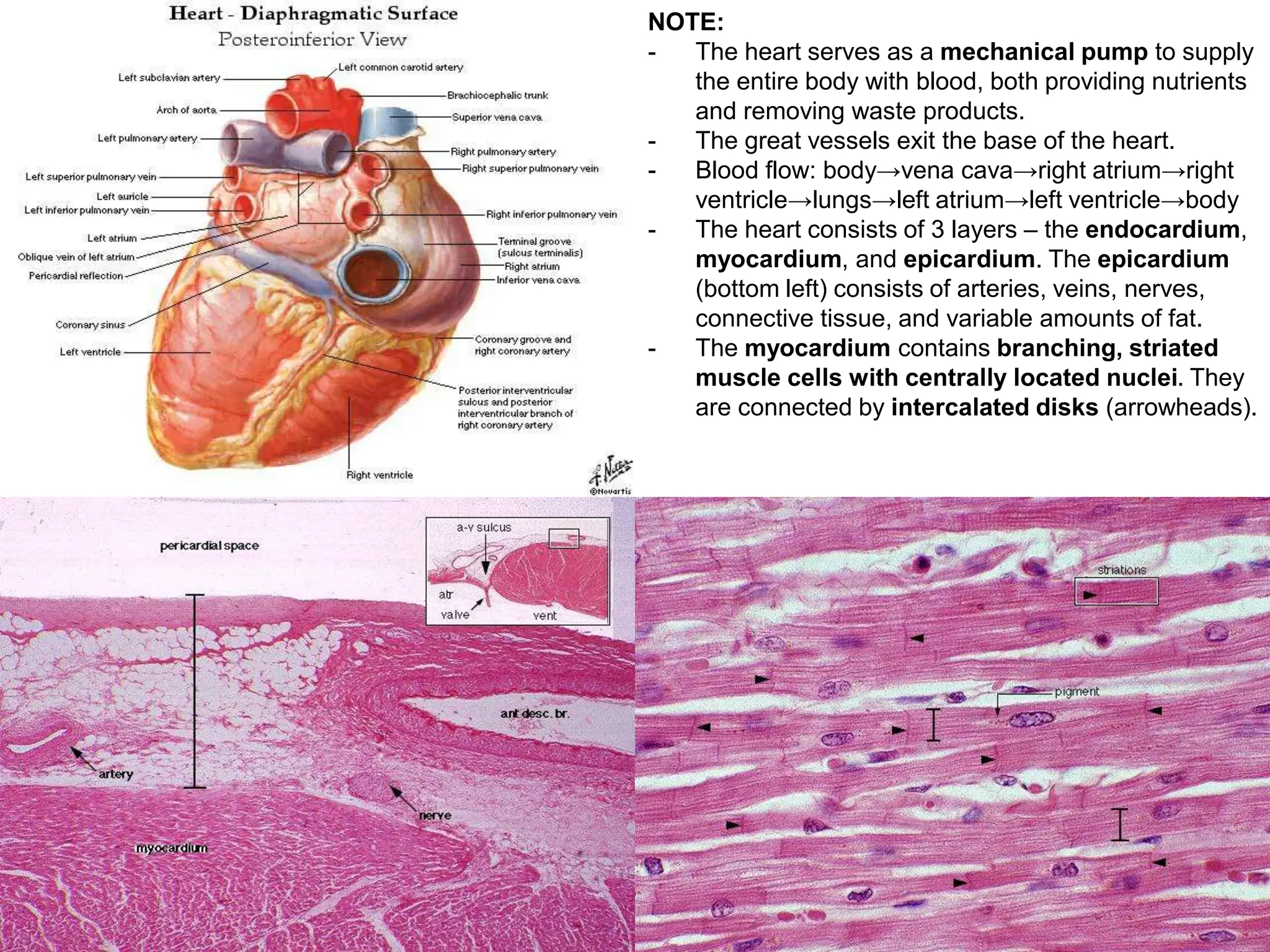 THE HISTOLOGY OF THE CARDIOVASCULAR SYSTEM 2024.pptx