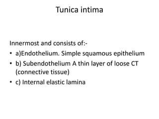 THE HISTOLOGY OF THE CARDIOVASCULAR SYSTEM 2024.pptx