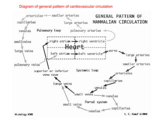 THE HISTOLOGY OF THE CARDIOVASCULAR SYSTEM 2024.pptx