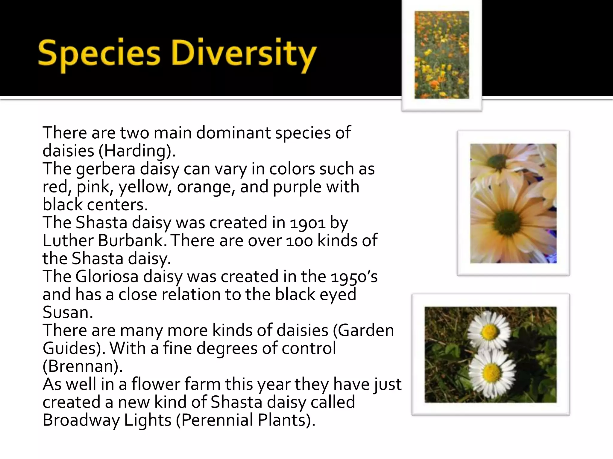 The history and evolution of daisies | PPTX