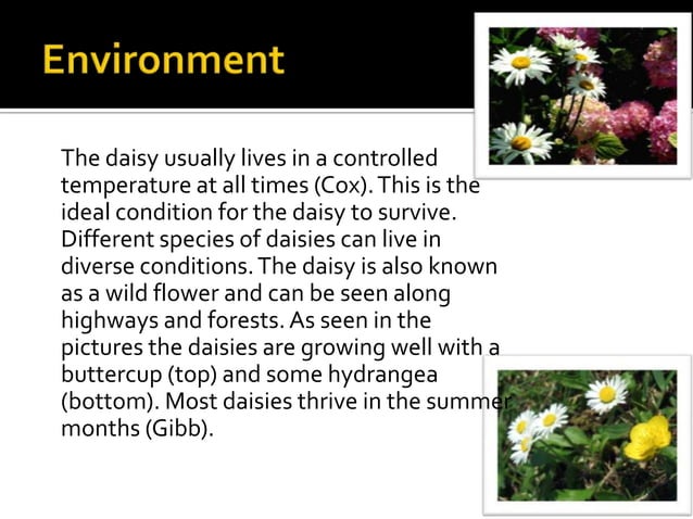 The history and evolution of daisies | PPTX