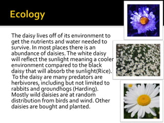The history and evolution of daisies | PPTX