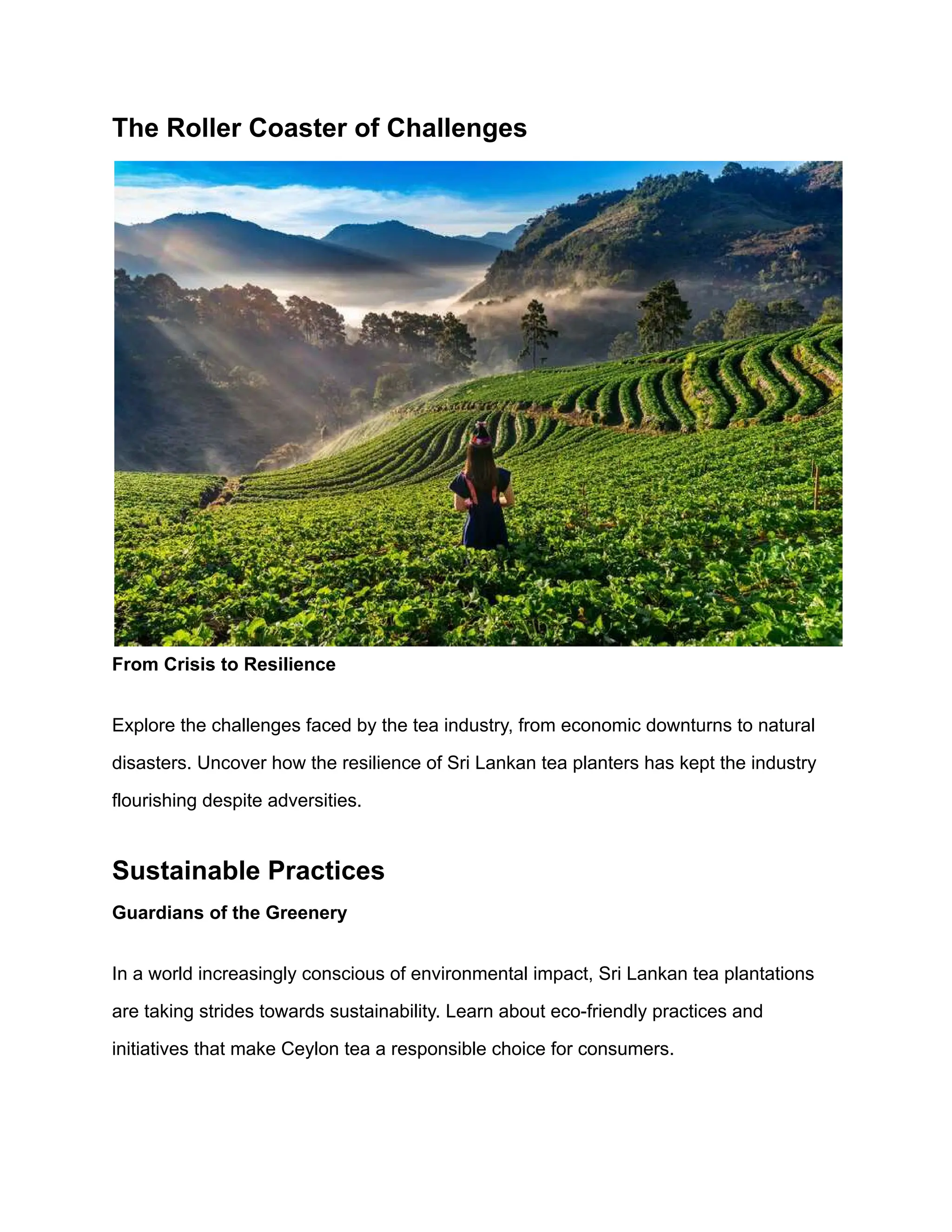 The History and Evolution of Tea Plantations in Sri Lanka.pdf