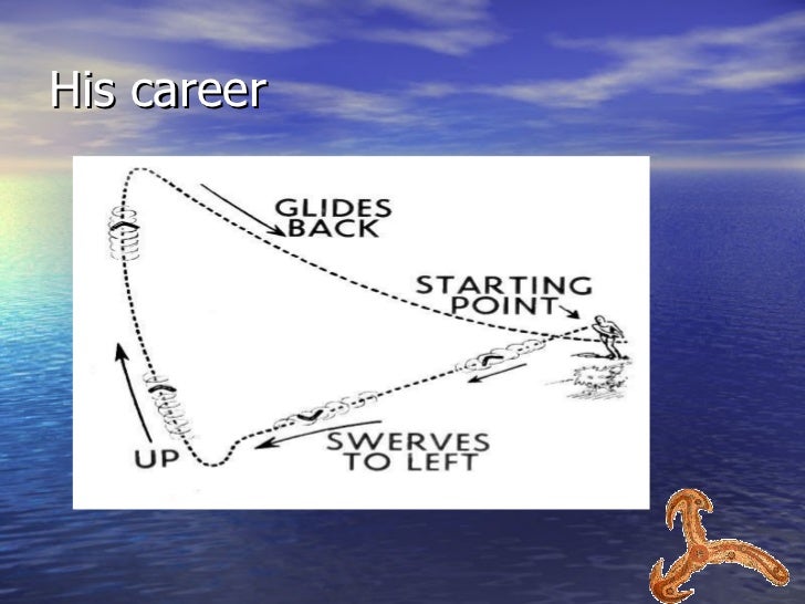 The history of boomerang