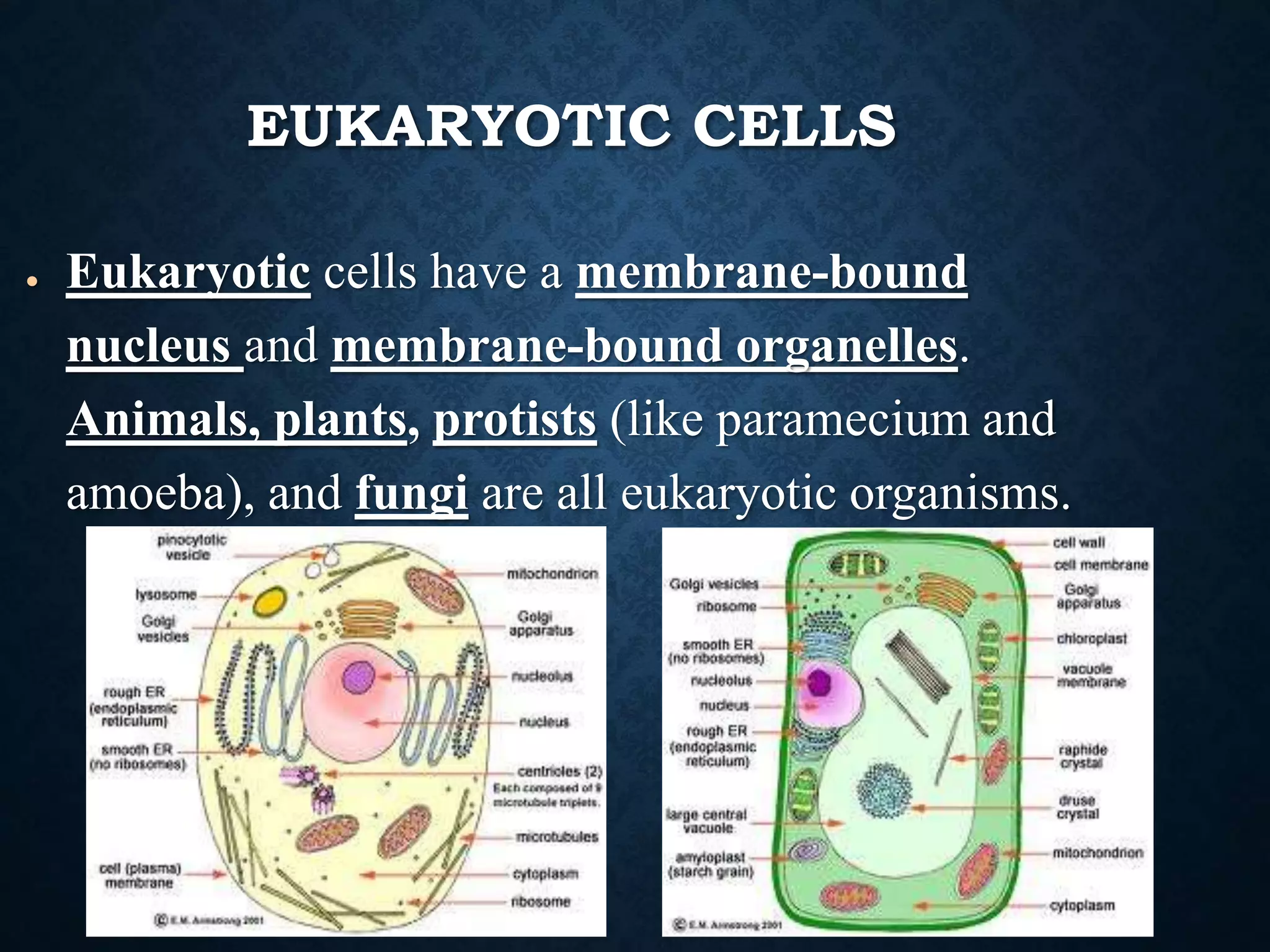 The history of cells and cell theory | PPTX