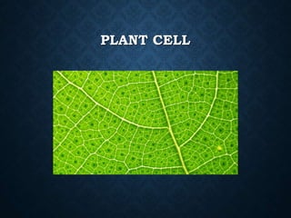 The history of cells and cell theory | PPTX
