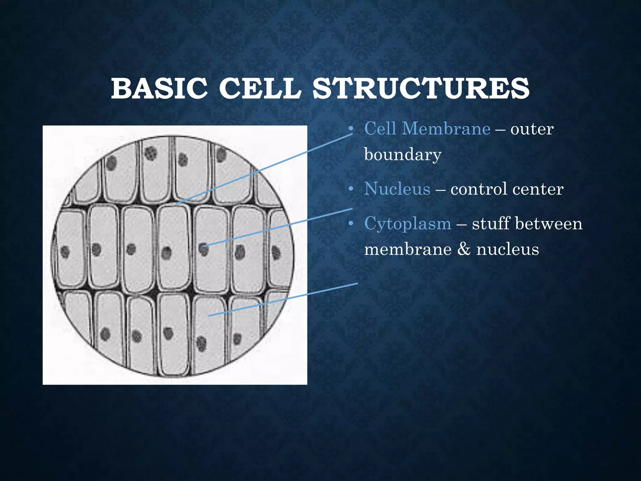History of cell | PDF