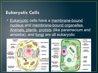 The_History_of_Cells_and_Cell_Theory.pptx