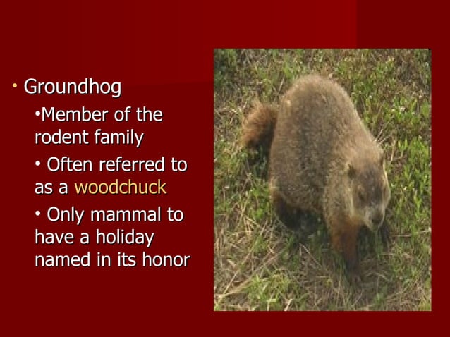 The History Of Groundhog Day | PPT