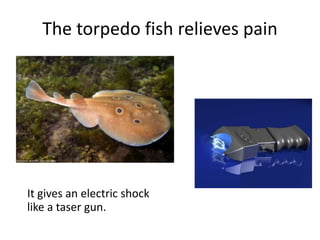 The history of health and medicine | PPTX