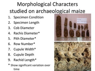 The history of maize march 2009 final | PPT