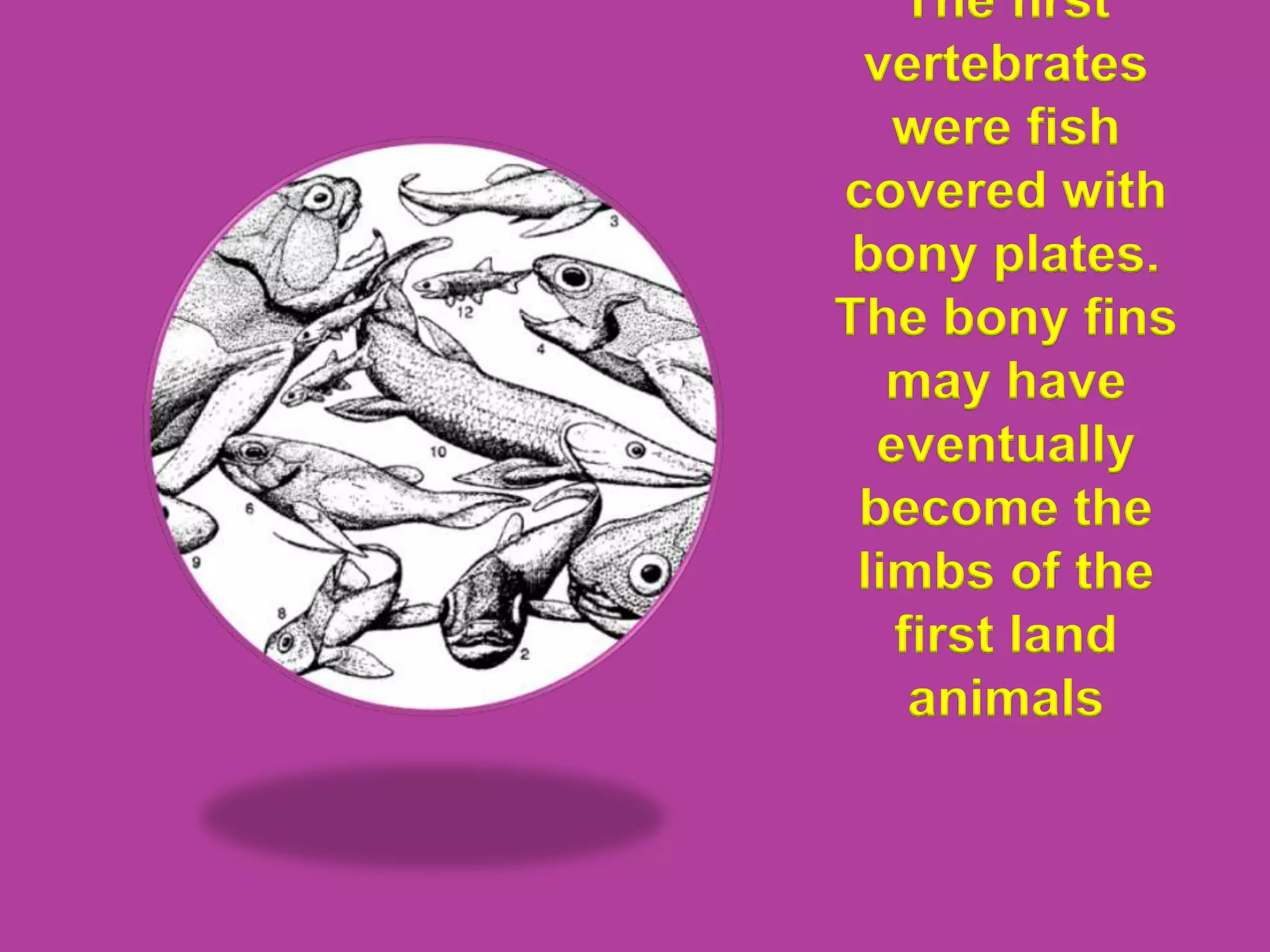 The history of the earth | PPTX