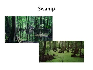 Paulson Tran_The Hobbit_Final Project PPT | PPT