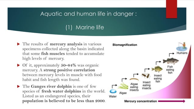 THE HOLY POLLUTION IN INDIA.pdf