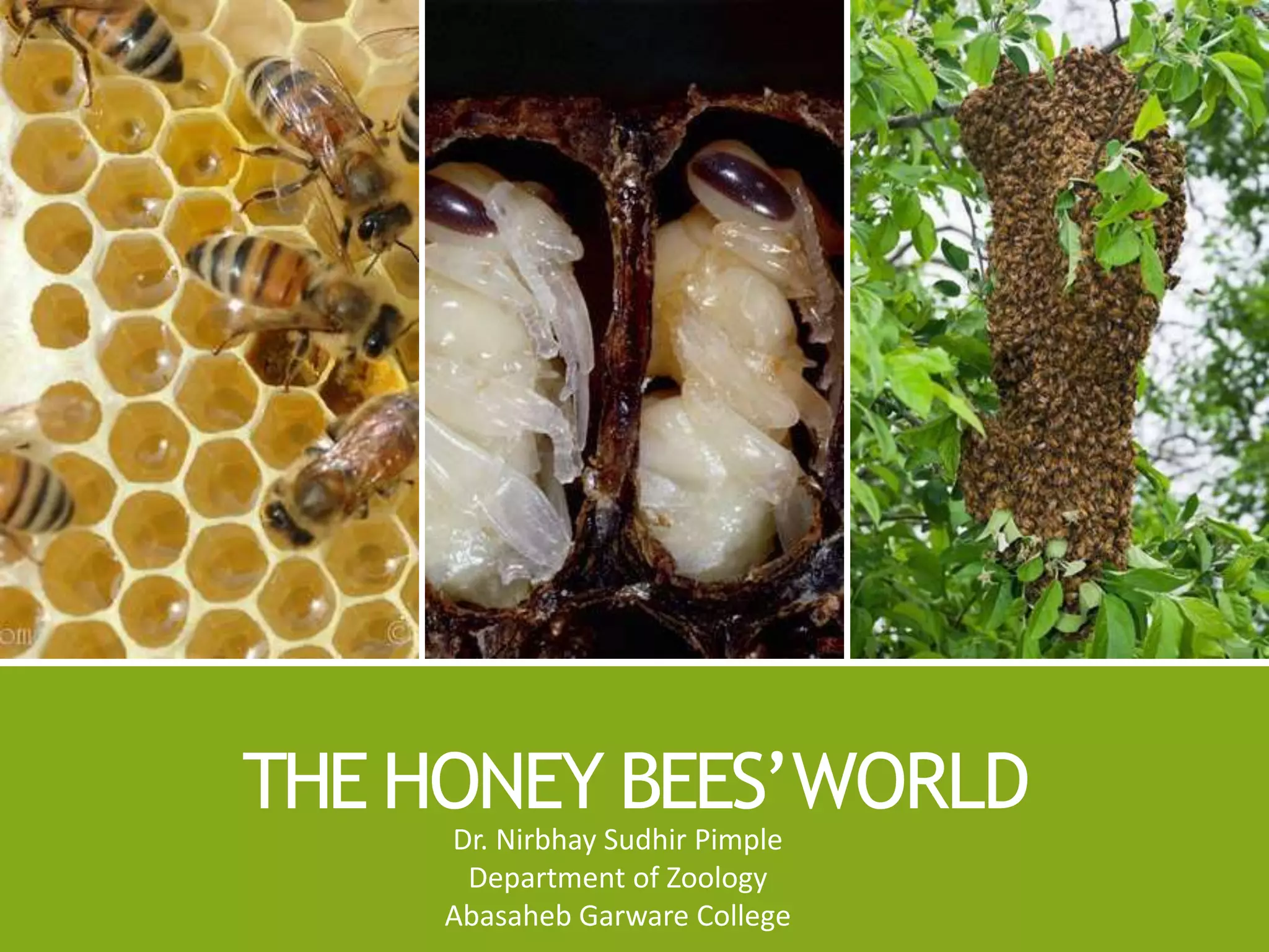 The honey bee world | PPTX