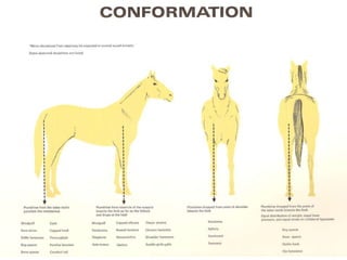 The Horse Book - PowerPoint | PPTX