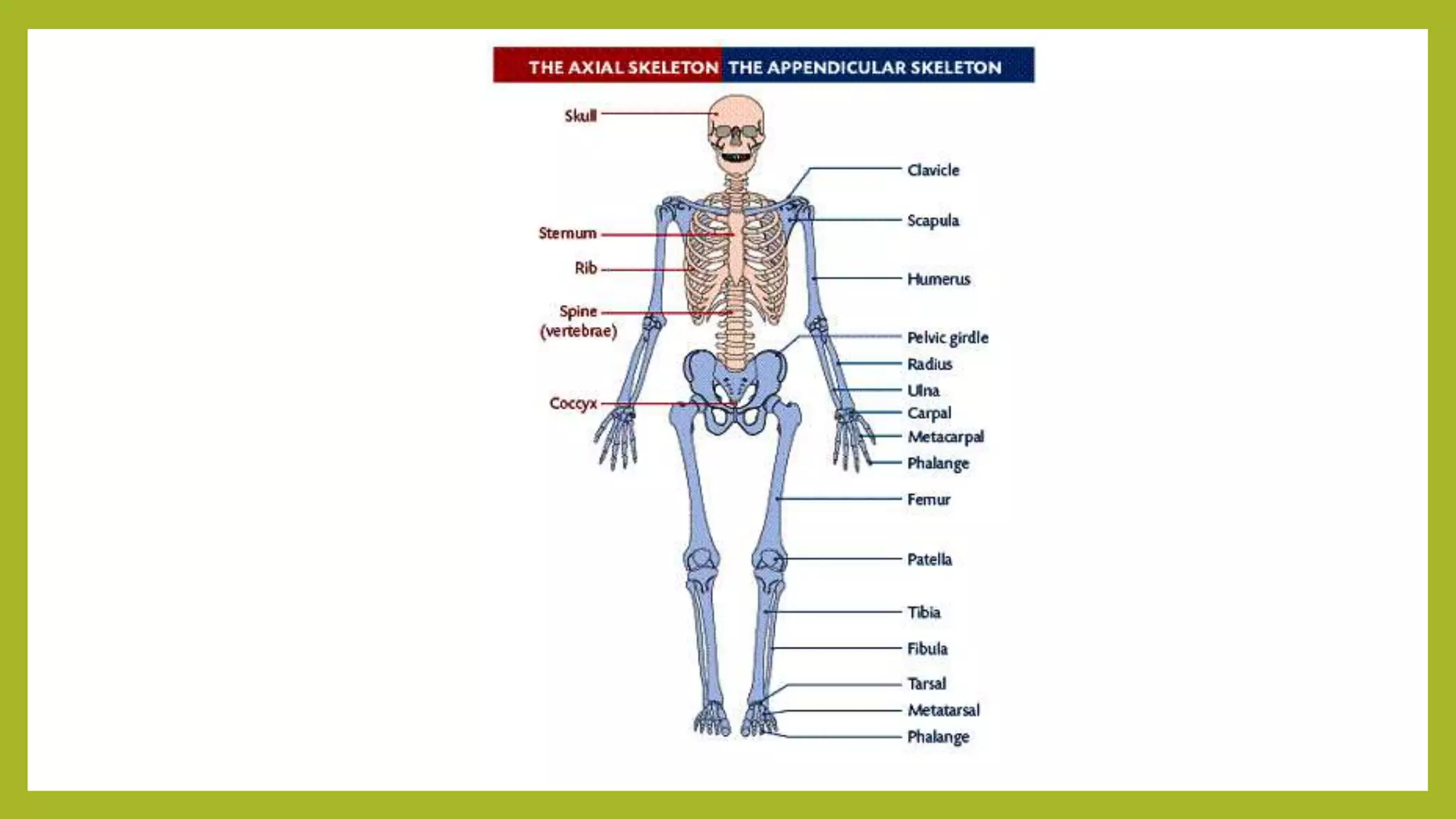 The human Skeleton | PPT