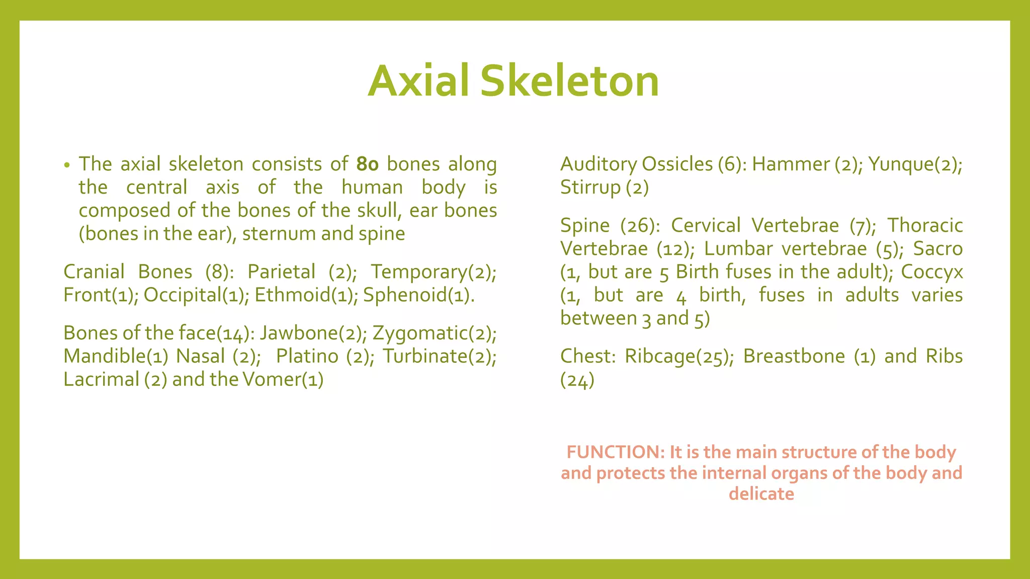 The human Skeleton | PPTX