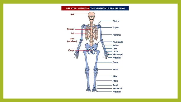 The human Skeleton | PPTX