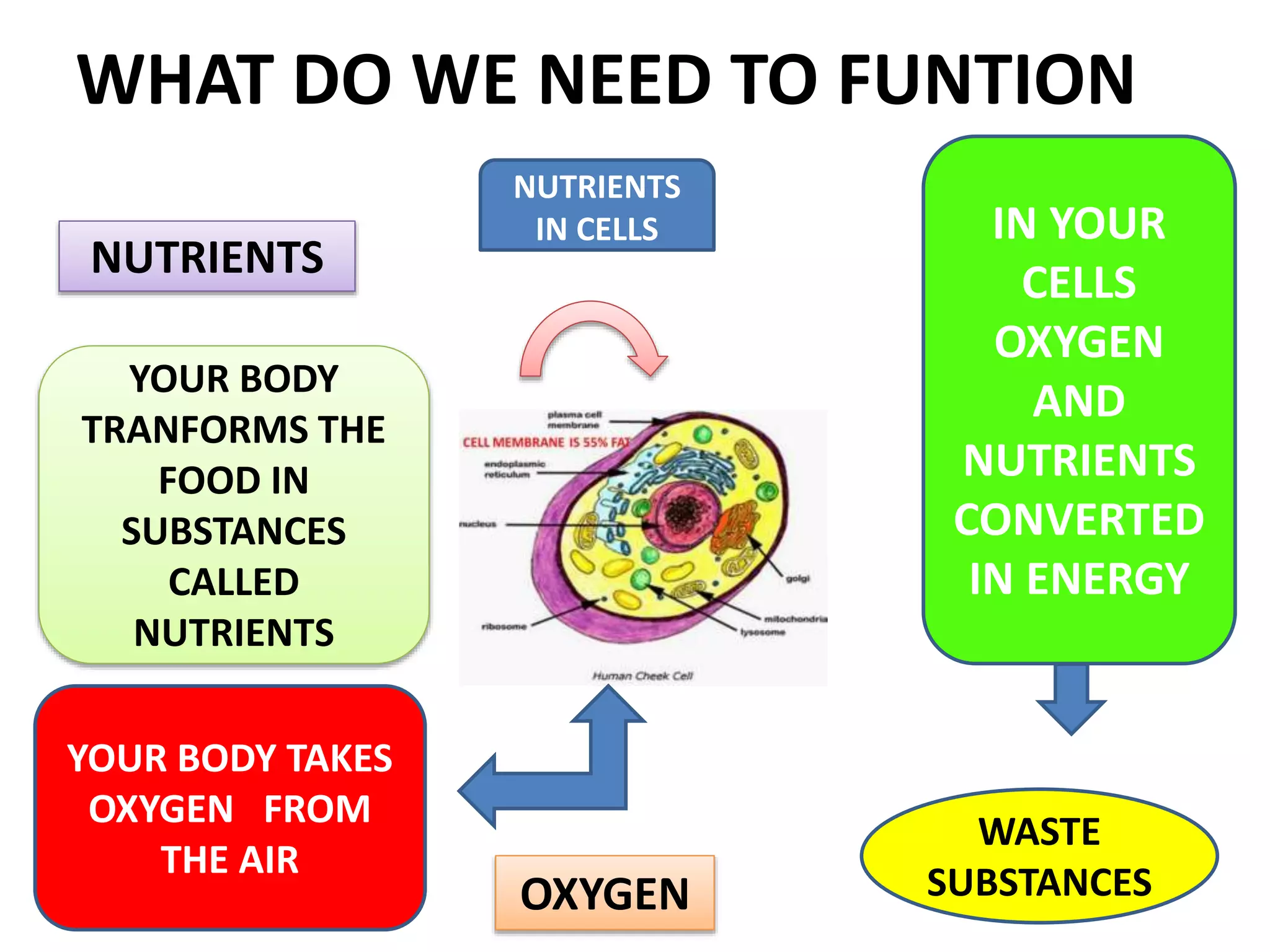 The human and nutrition | PPTX