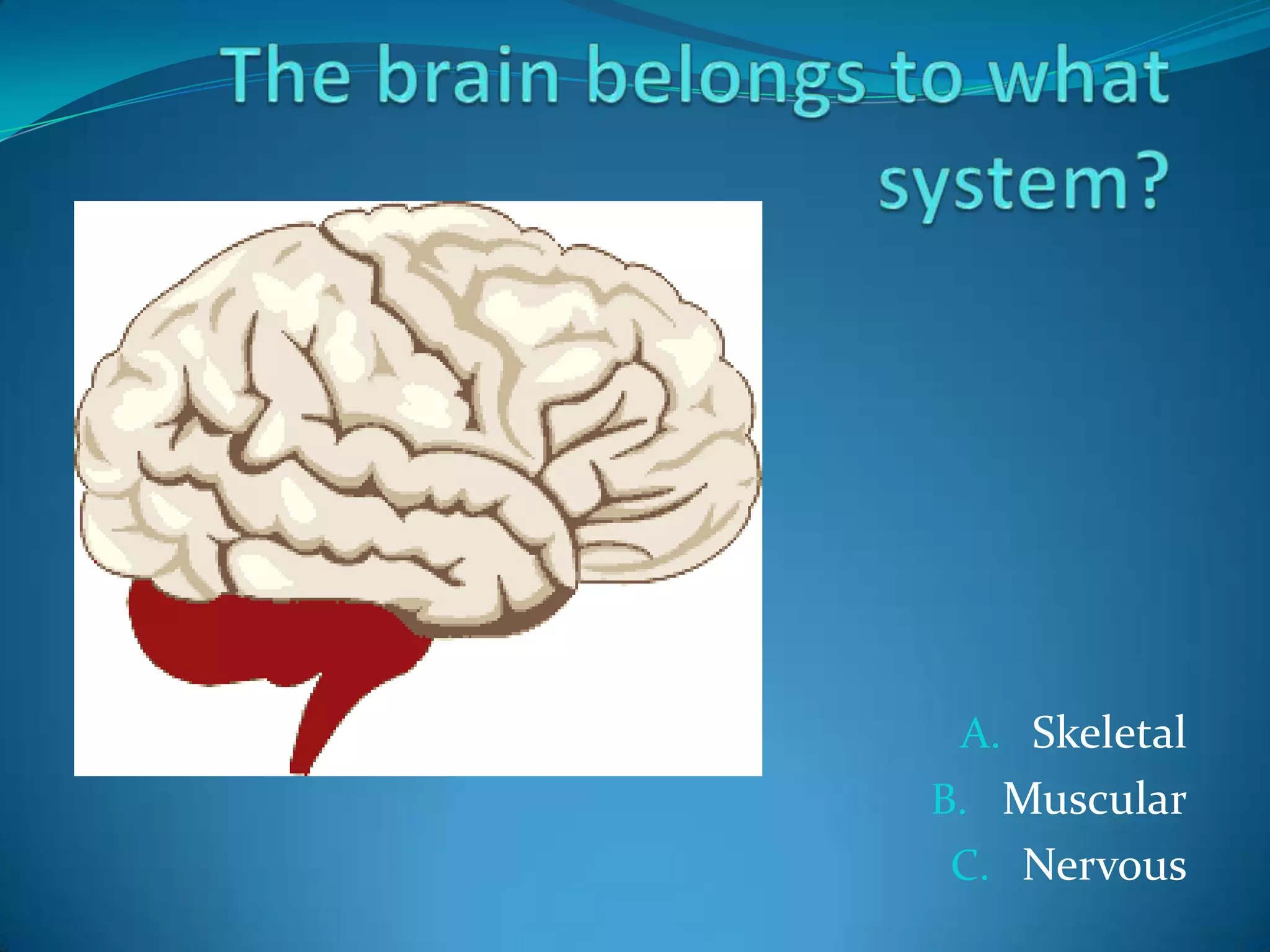 The human body | PPTX