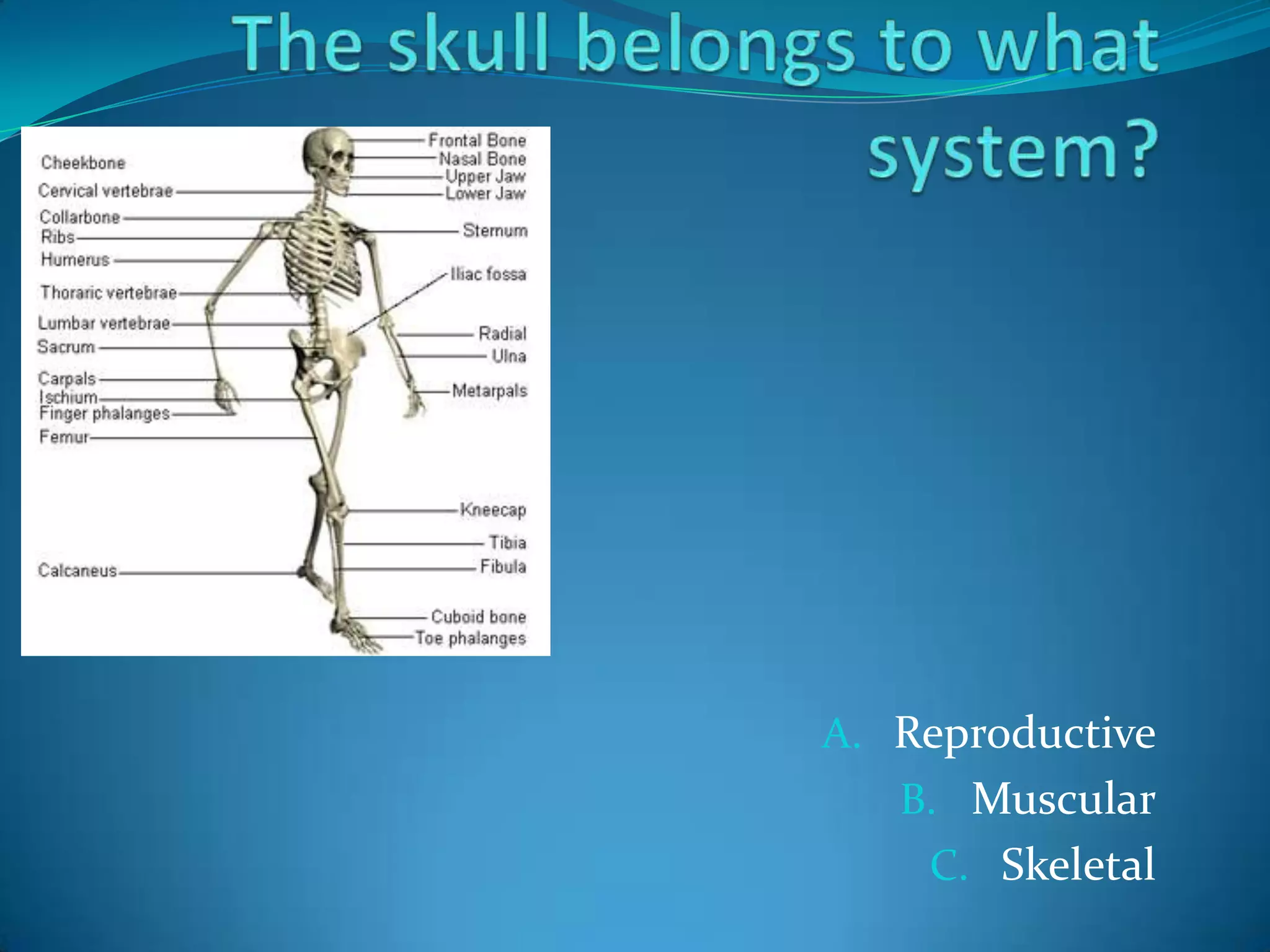 The human body | PPTX