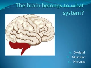 The human body | PPTX