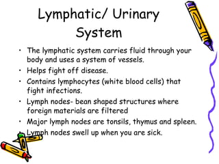 The human body | PPT