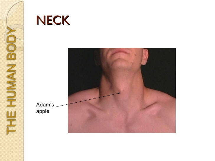 NB2 - The human body