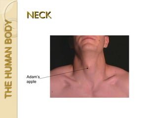 The human body | PPT