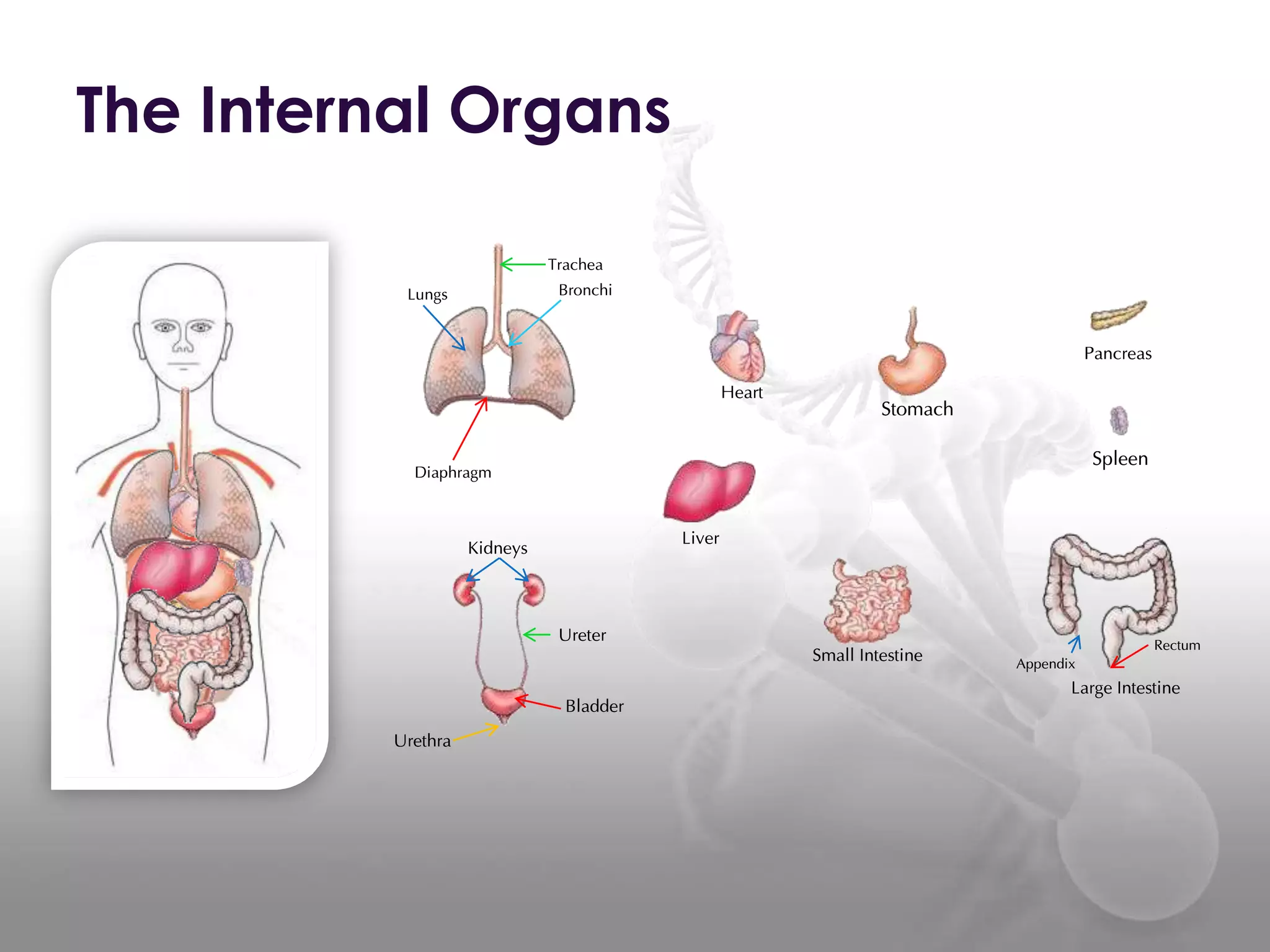 The human body | PPT