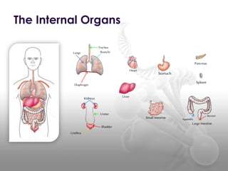 The human body | PPT