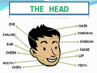 The human body | PPT