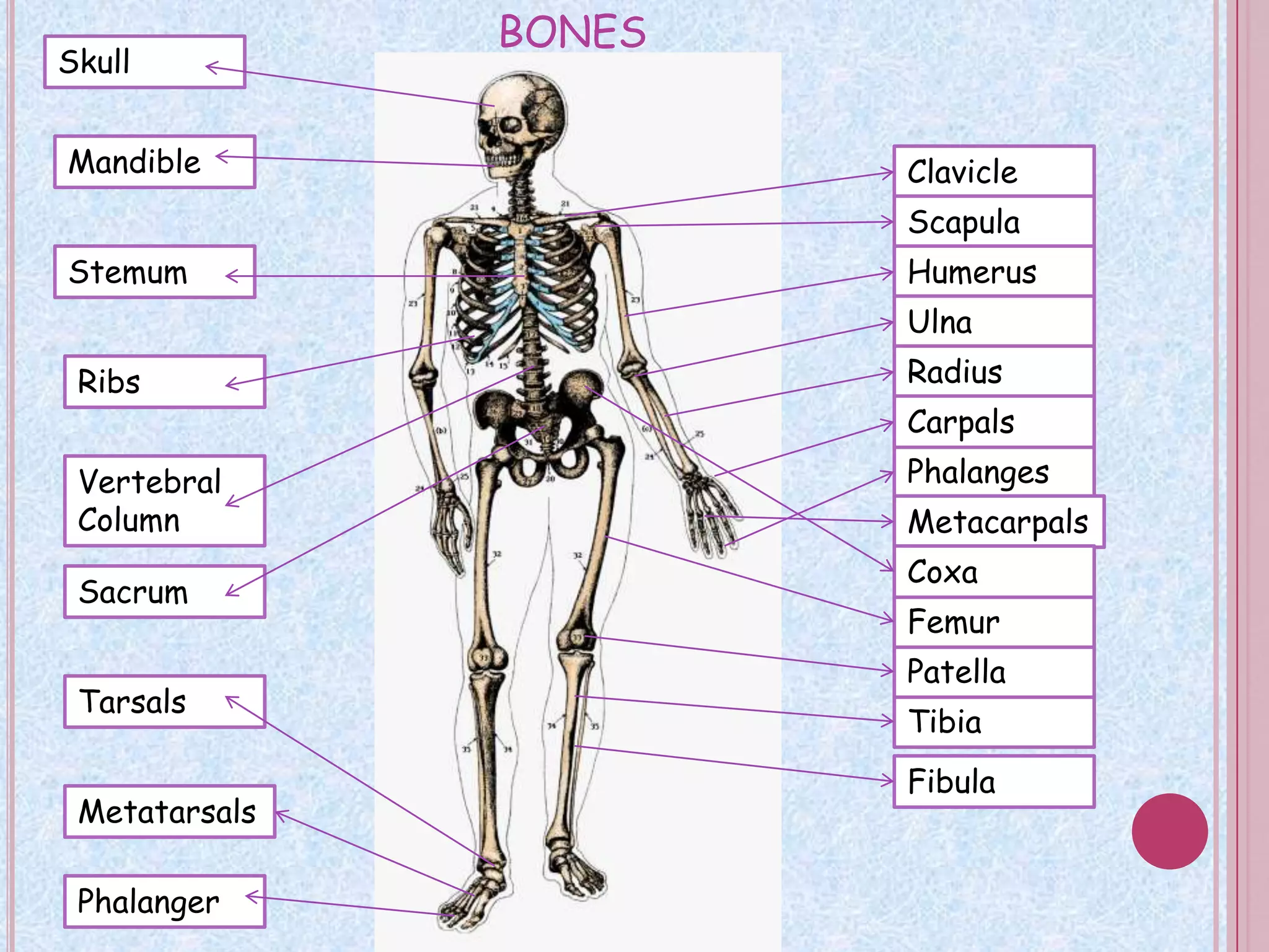 The human body. | PPTX