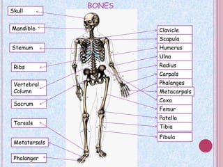 The human body. | PPTX