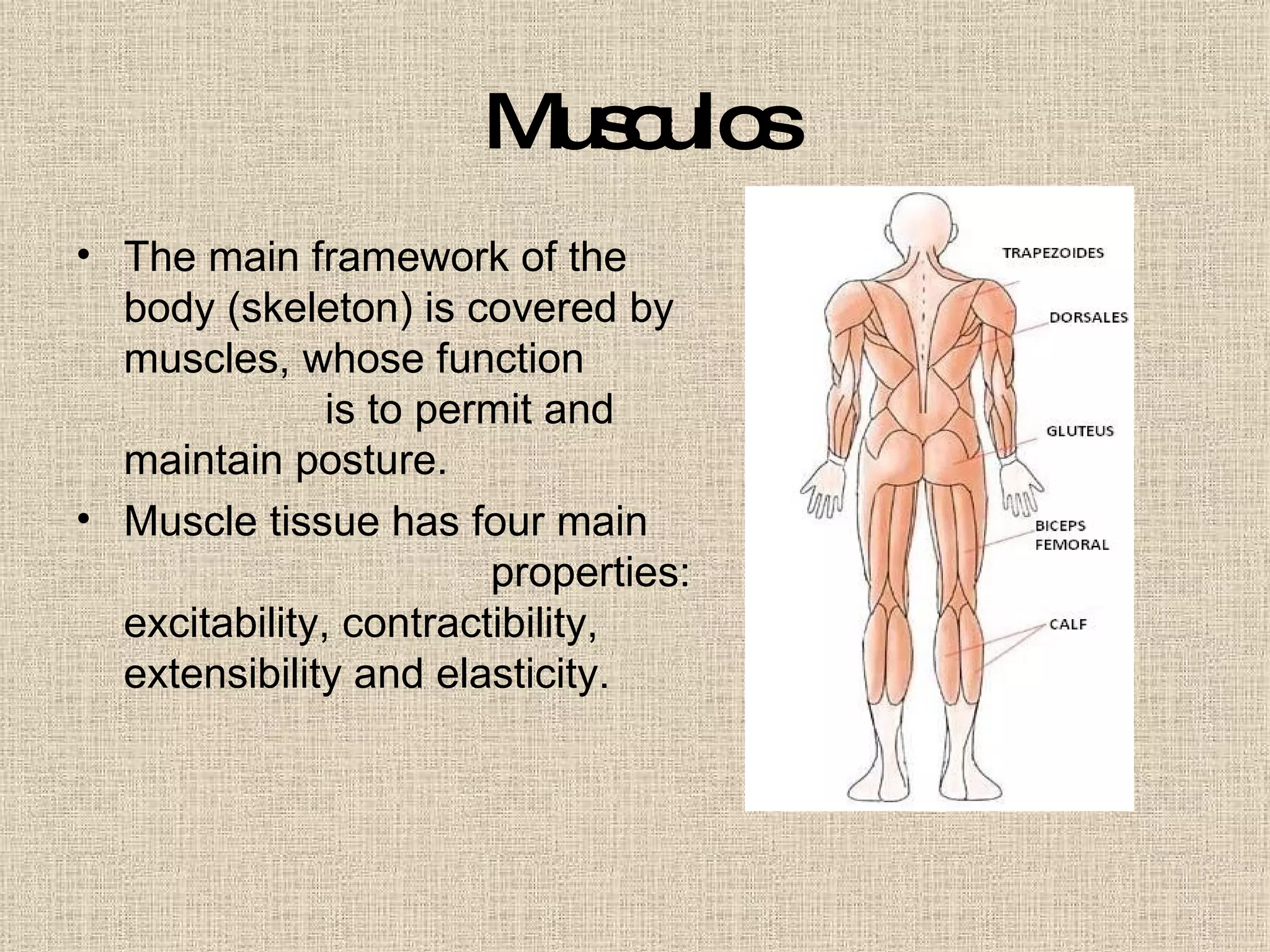 The Human Body | PPT
