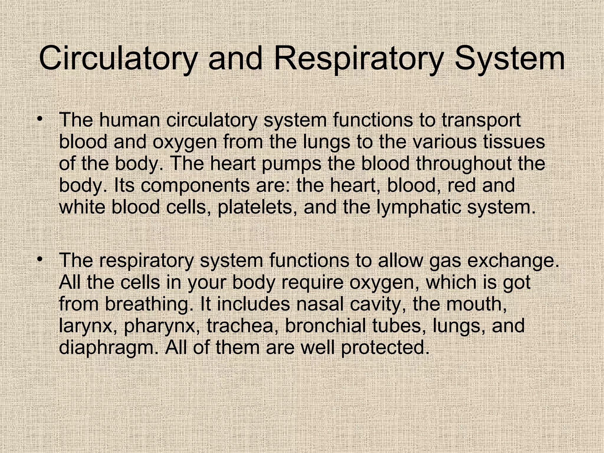The Human Body | PPT