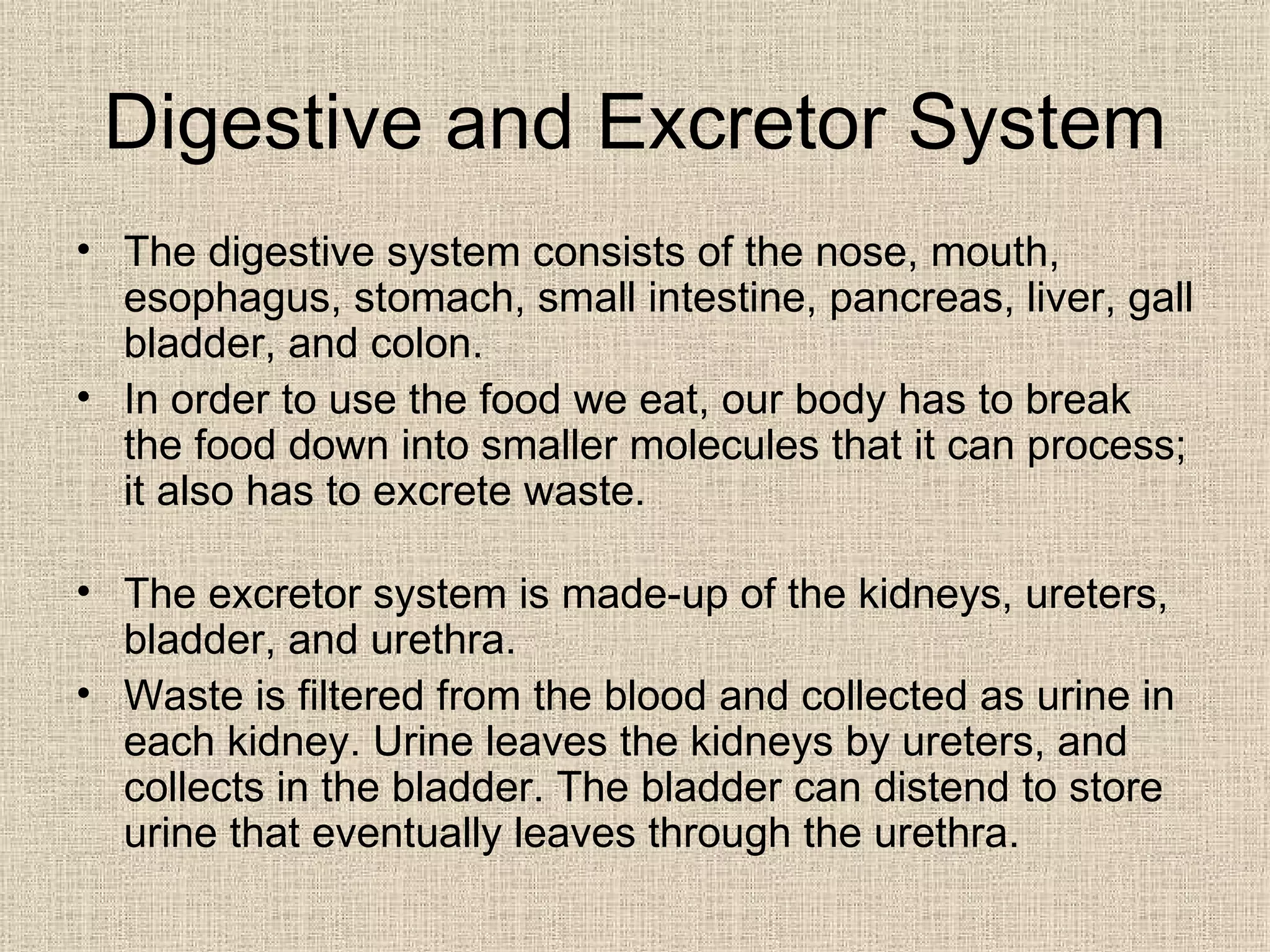 The Human Body | PPT