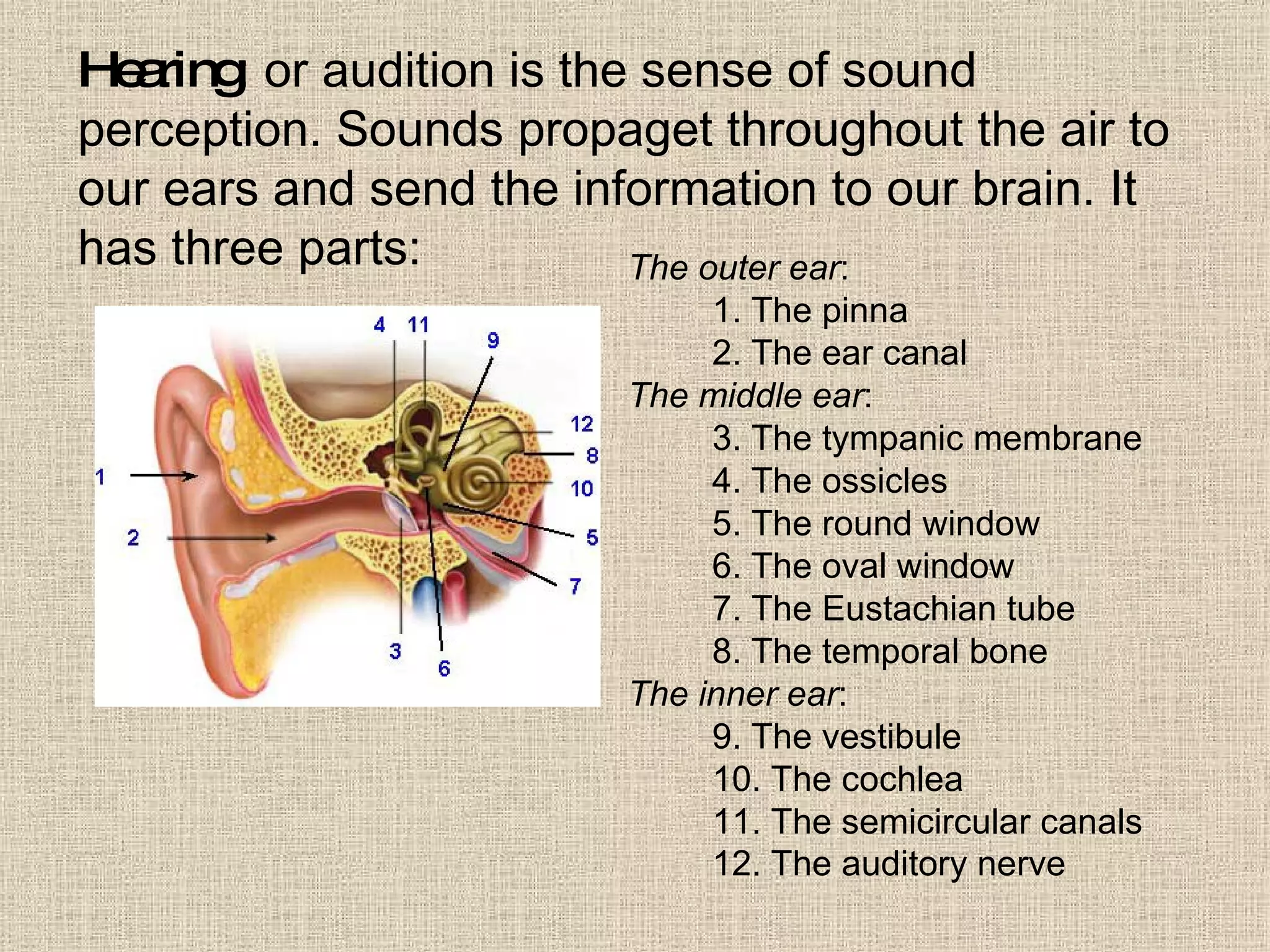 The Human Body | PPT