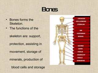 The Human Body | PPT